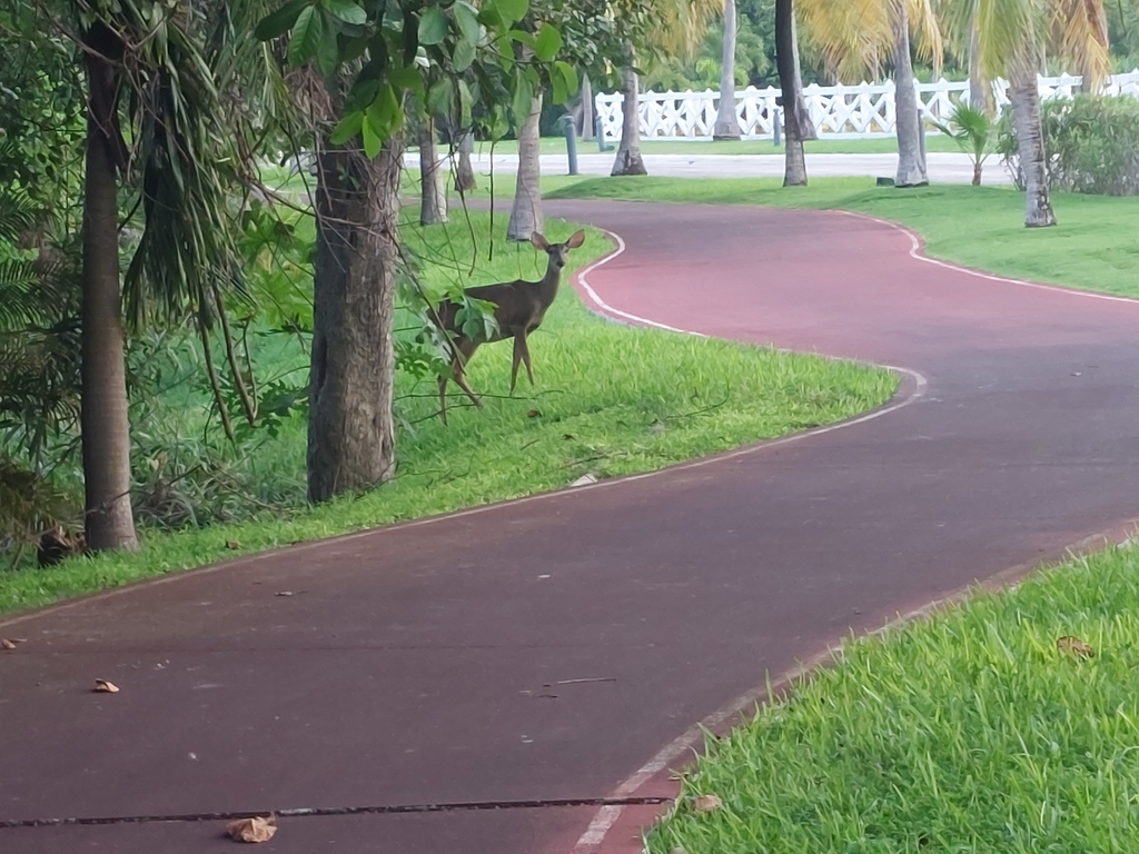 White-tailed Deer from X5PC+C3, 77563 Moon Palace, Q.R., México on July ...