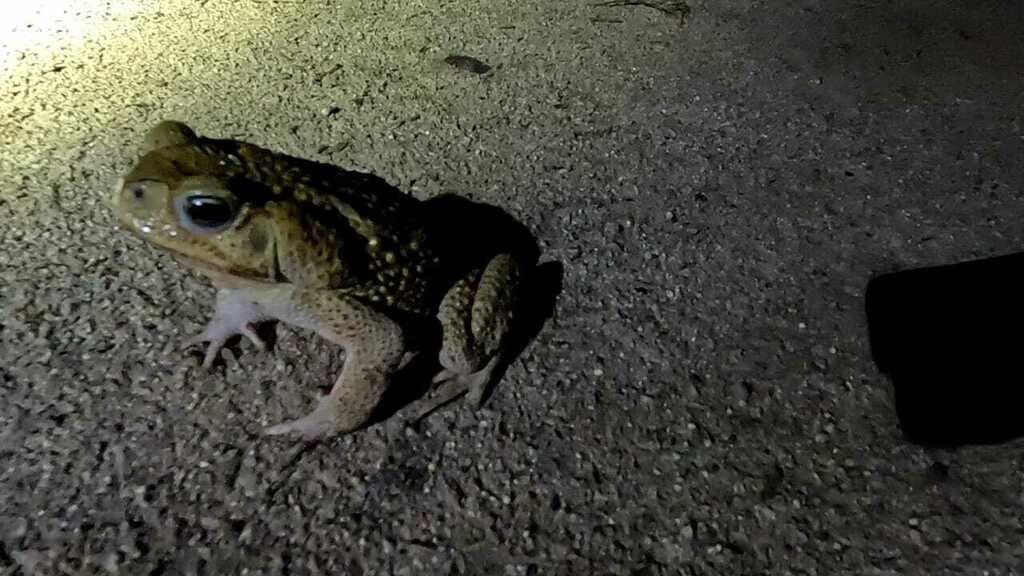 Giant Toad from Bahía de Banderas, Nay., México on July 2, 2024 at 06: ...
