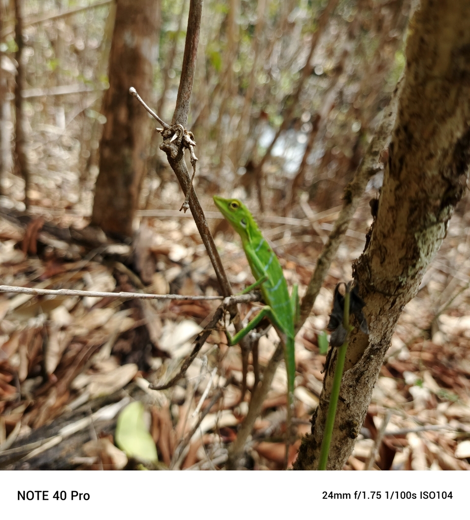 Green Crested Lizard from 782W+7F4, Narra, Palawan, Philippines on June ...