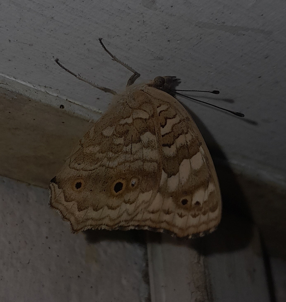 Lemon Pansy from VH6W+J7M, Koothattukulam, Kerala 686662, India on July ...