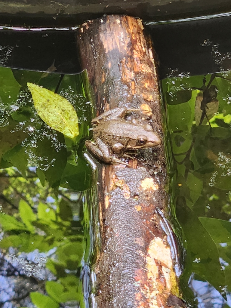 Green Frog from Laurel Township, OH, USA on July 3, 2024 at 12:52 PM by ...
