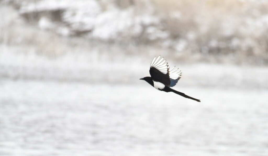 Black-billed Magpie from Humboldt County, NV, USA on April 1, 2023 by ...