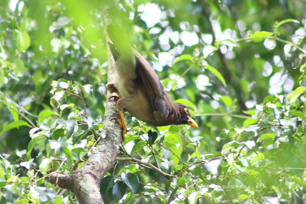 Brown Jay from Nido del Halcón, Col Santa Bárbara, Ver., México on July ...