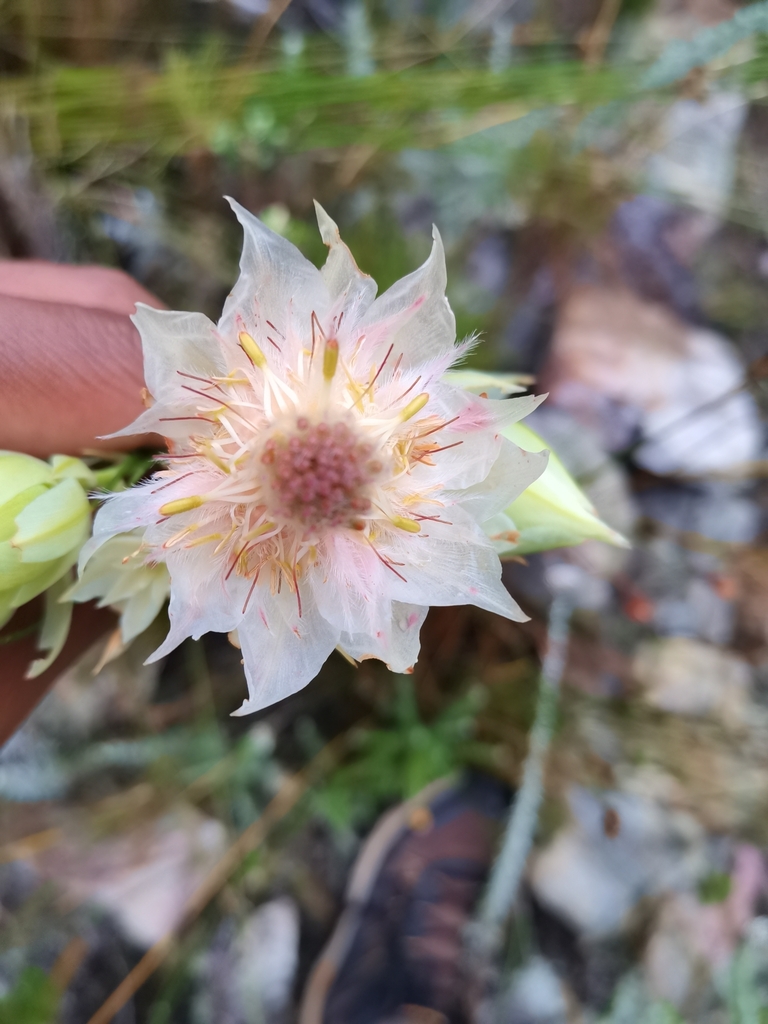 Blushing Bride in July 2024 by takalani patrick Makhomu · iNaturalist