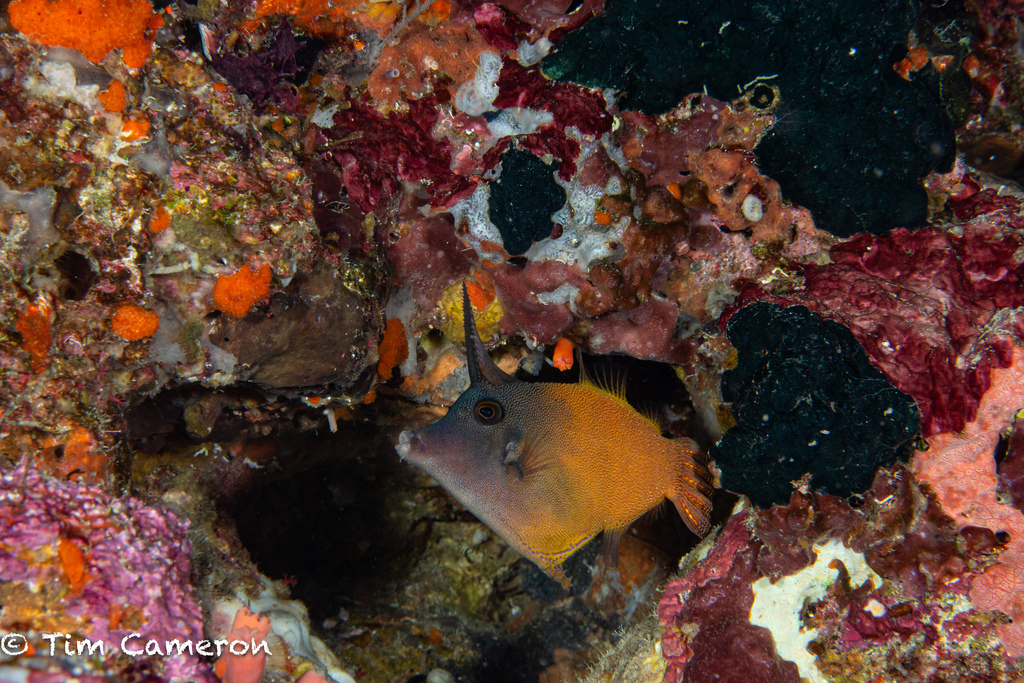 Blackheaded Filefish from Limasawa, Southern Leyte, Philippines on July ...