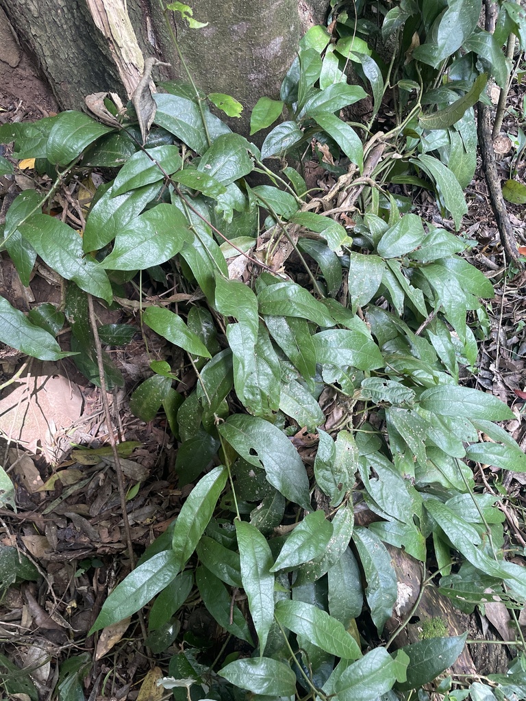 birdwing butterfly vine from Caloundra - Hinterland, AU-QL, AU on ...