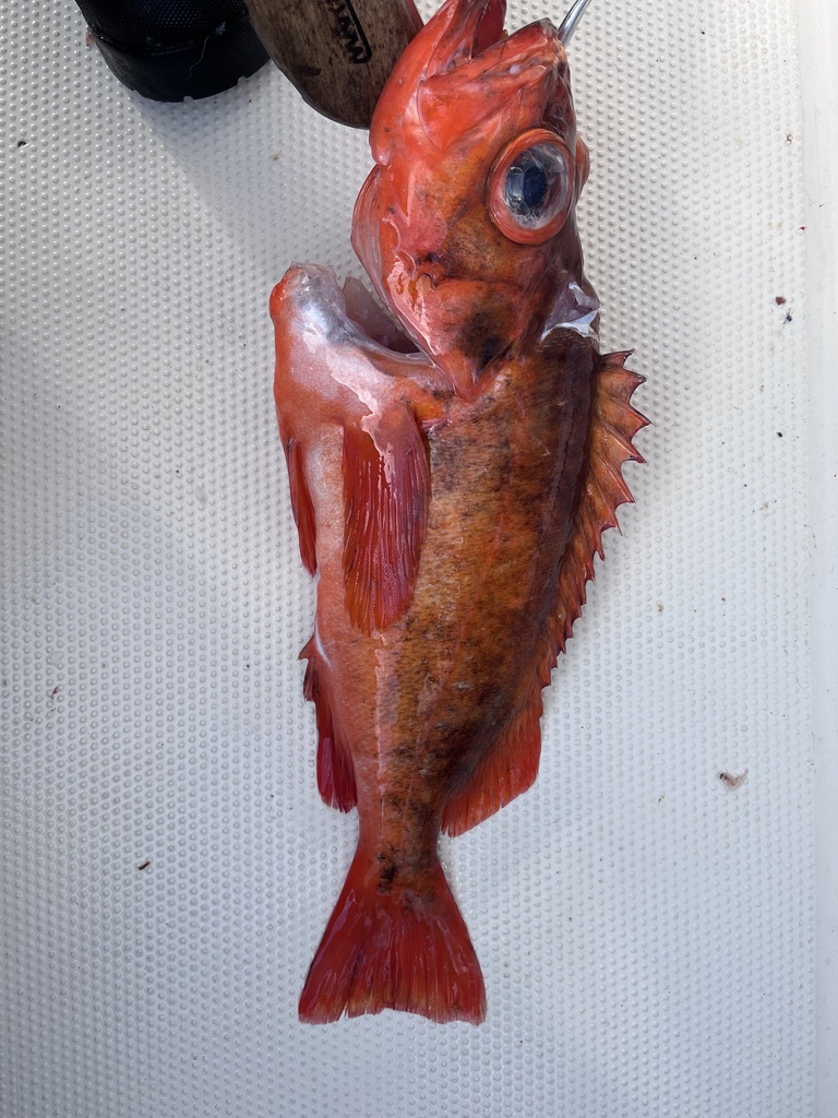 Golden Redfish from Nordishavet, Tranøy, 18, NO on July 3, 2024 at 07: ...