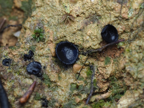Plectania ericae · iNaturalist