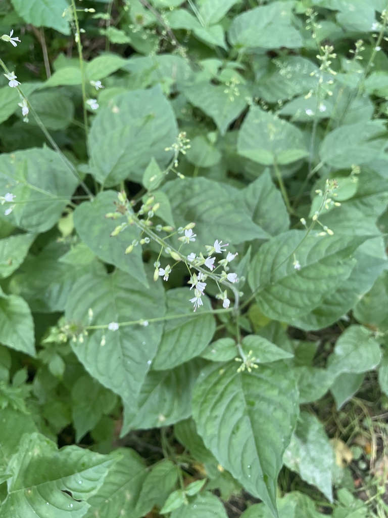 enchanter's-nightshade from Prestwich Forest Park, Manchester, England ...