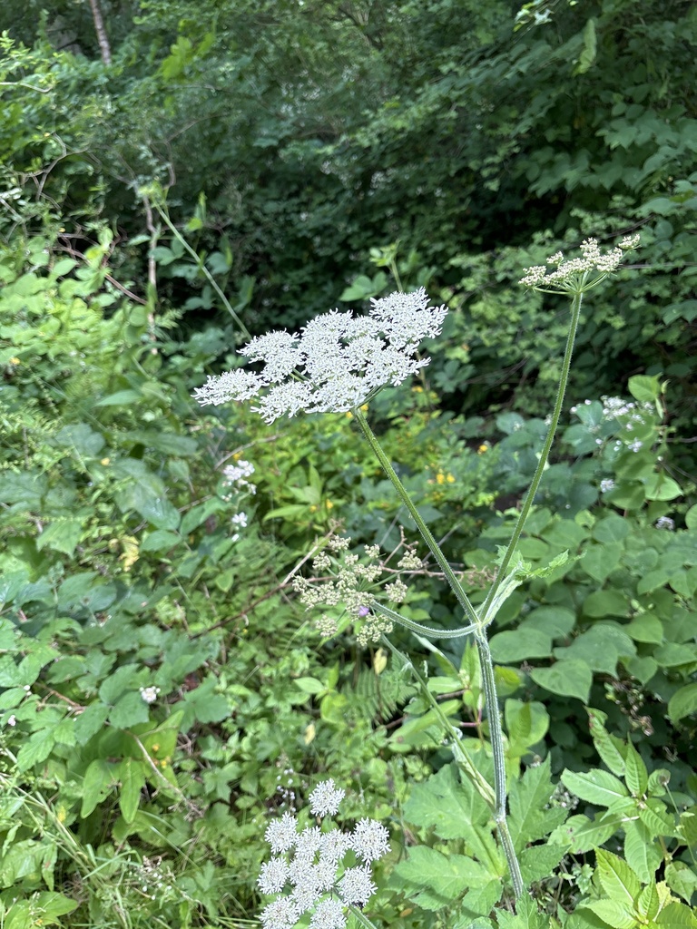 hogweed from Prestwich Forest Park, Manchester, England, GB on July 4 ...