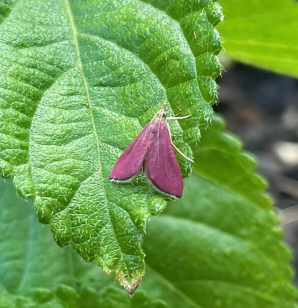Inornate Pyrausta Moth from S 56th St, Lincoln, NE, US on July 4, 2024 ...