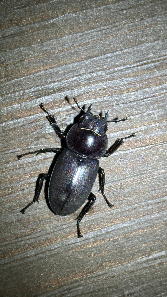 Dorcus rectus rectus from 下士幌北4線東, 音更町, 北海道, JP on July 4, 2024 at 09: ...
