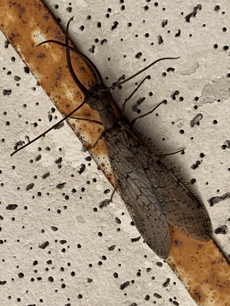 Eastern Dobsonfly from Hot Springs National Park, Hot Springs, AR, US ...