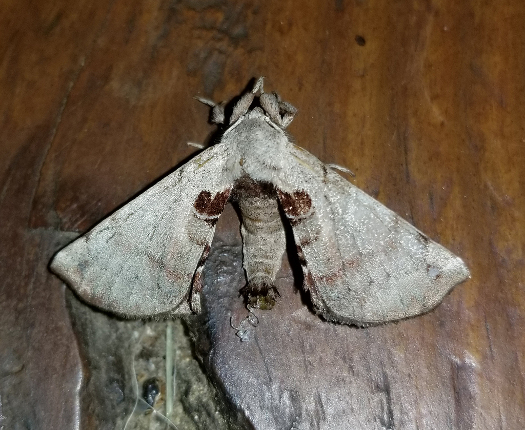 Spotted Apatelodes Moth from Fentress County, TN, USA on July 3, 2024 ...