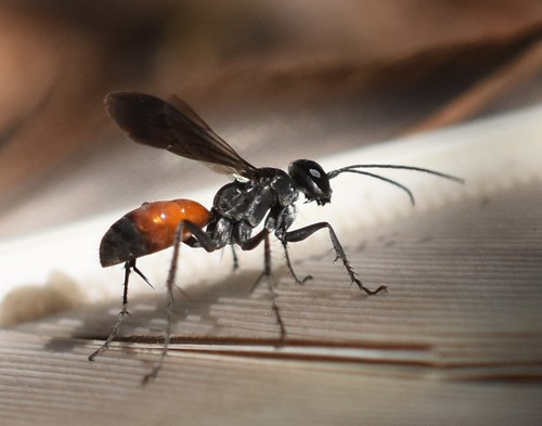 (Priocnemis notha)