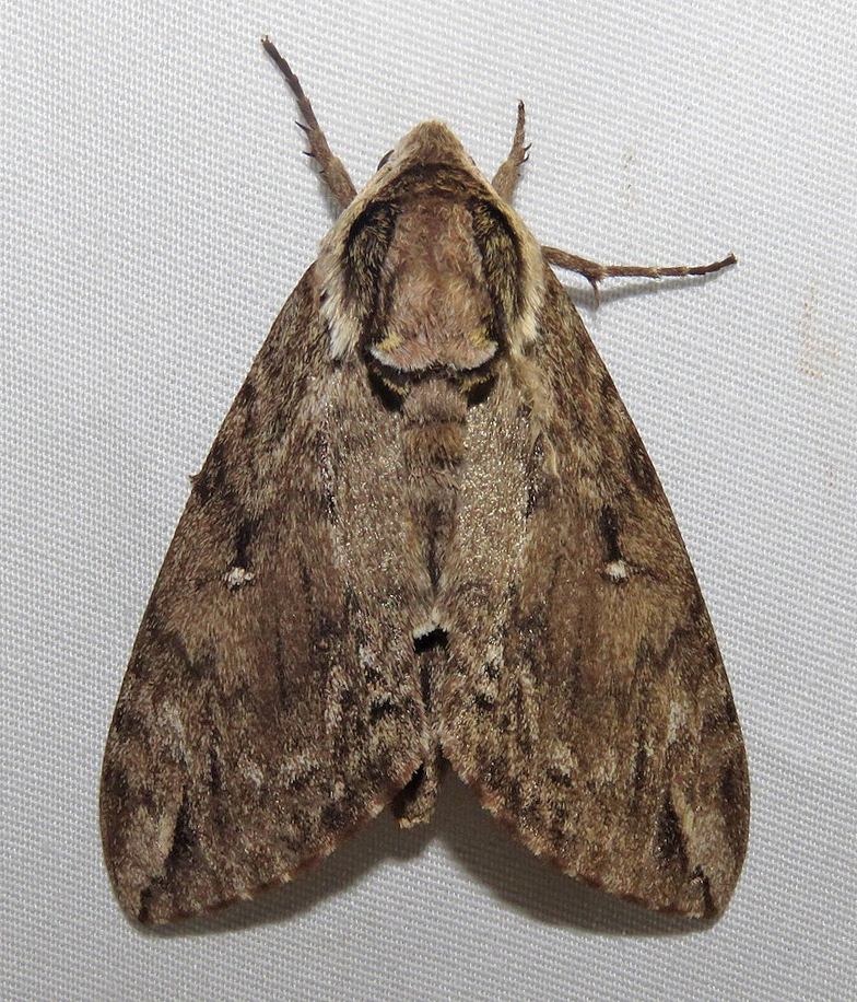 Catalpa Sphinx from Fentress County, TN, USA on July 3, 2024 at 09:22 ...