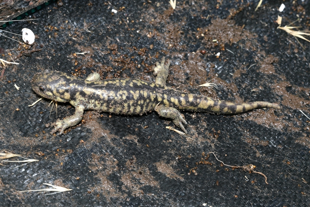 Barred Tiger Salamander from Oak City, UT 84649, USA on July 4, 2024 at ...