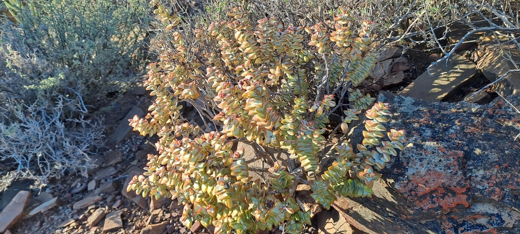 Kebab Bush from Matjiesrivier, ZA-WC-WC, ZA-WC, ZA on July 4, 2024 at ...