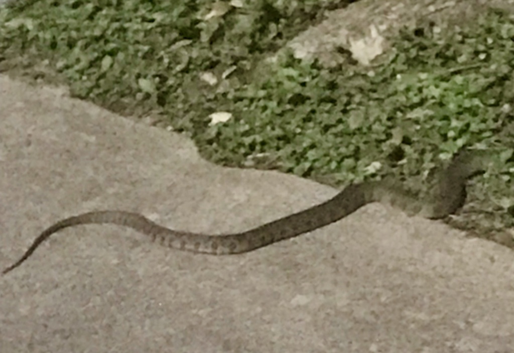 Plain-bellied Watersnake from Spruce Forest Dr, Houston, TX, US on July ...