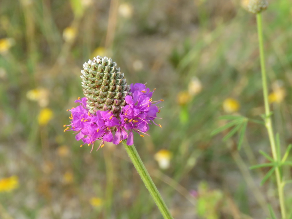 Compact Prairie Clover from Midlothian, TX, USA on May 28, 2019 at 07: ...