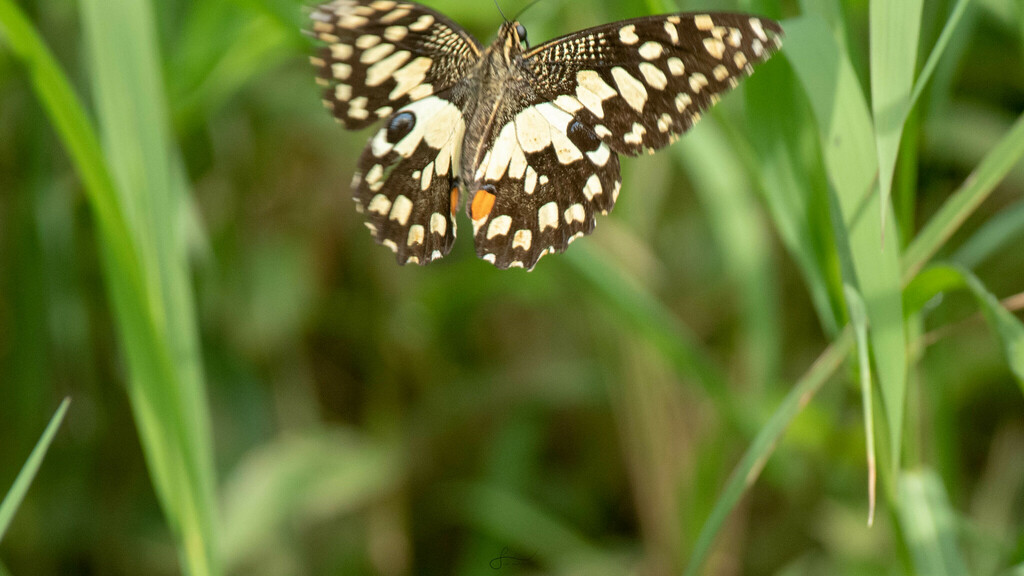 Lime Swallowtail from Thodiyoor, Kerala, India on July 4, 2024 at 10:26 ...