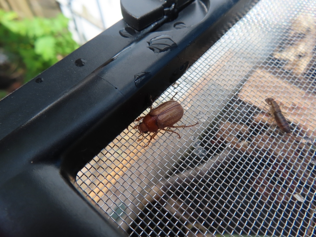 European Chafer from Port Elgin, ON N0H 2C4, Canada on July 4, 2024 at ...