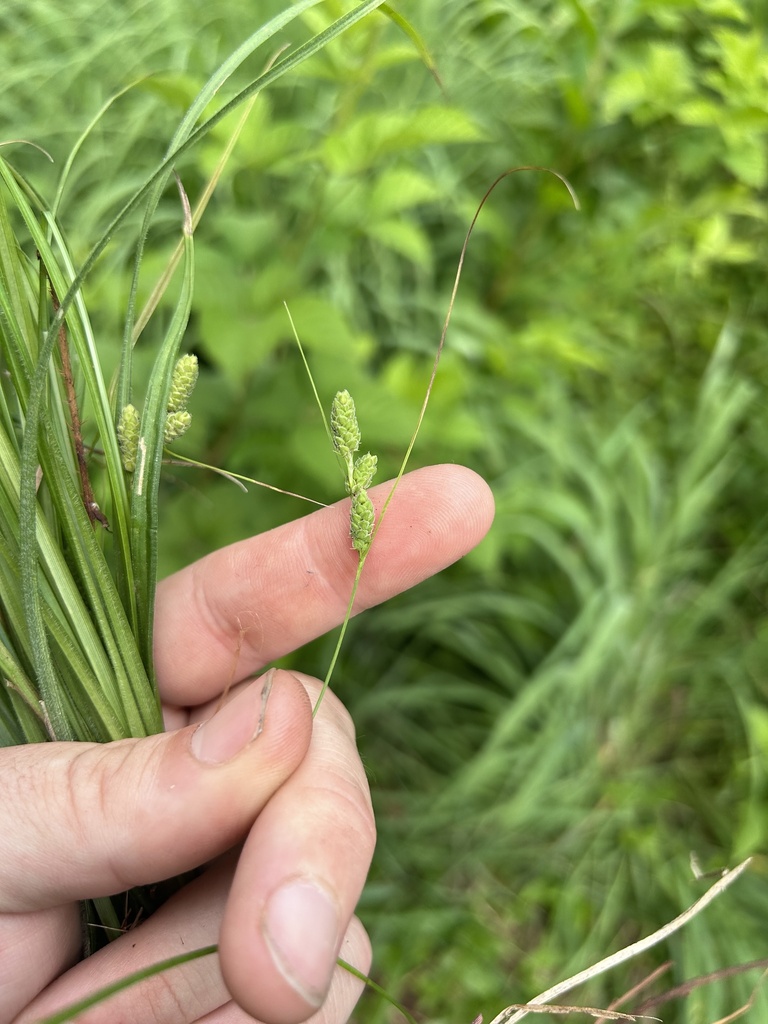 Swan's sedge in July 2024 by Taylor Sturm · iNaturalist