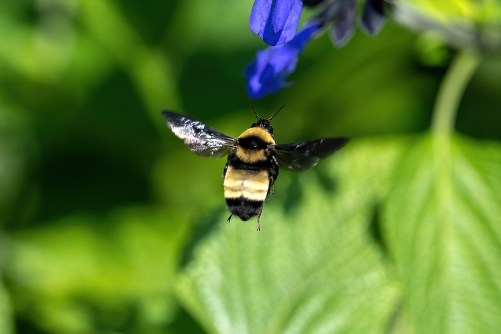Black-and-gold Bumble Bee from Near South, Lincoln, NE, USA on July 4 ...