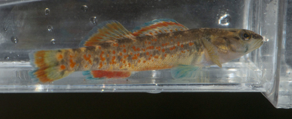 Redspot Darter from 3894 Turkey Creek Rd, Pinson, AL, US on May 27 ...