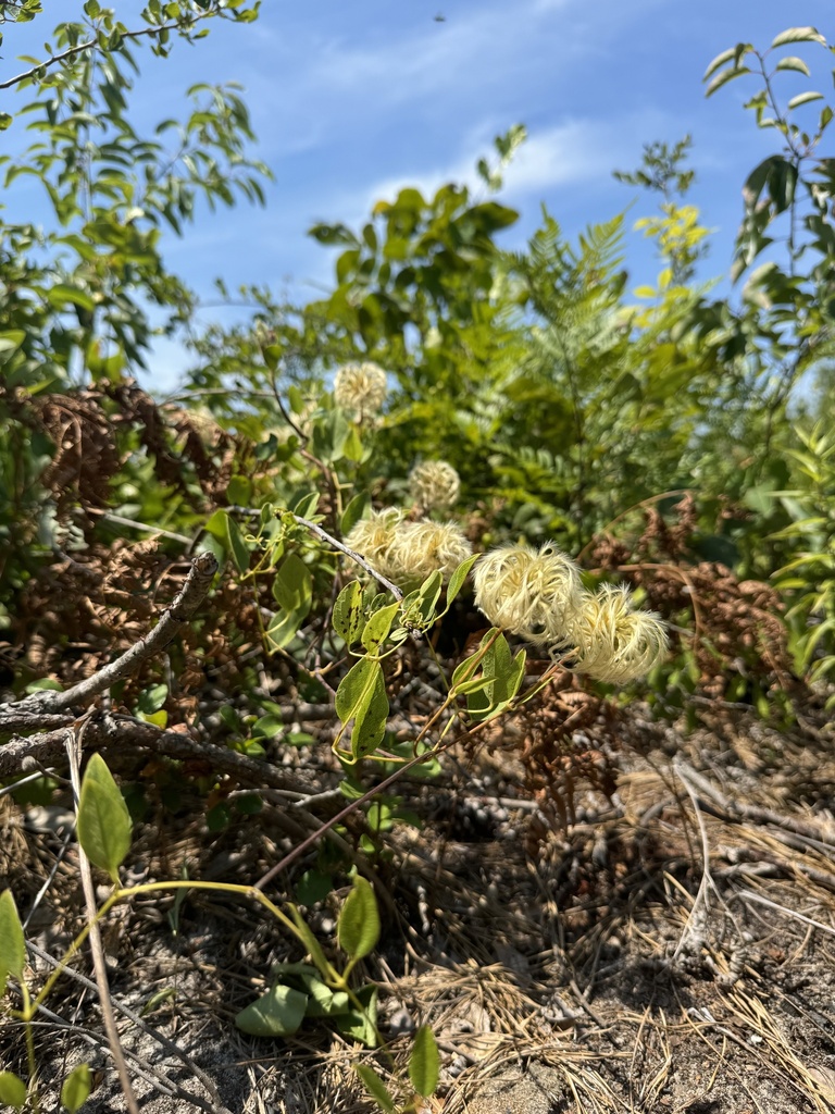 Netleaf Leather Flower in July 2024 by Gage Sutton · iNaturalist