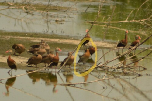 Plumed x White-faced Whistling-Duck (Hybrid Dendrocygna eytoni × viduata) · iNaturalist