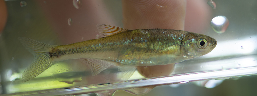 Pretty Shiner from Mc Calla, AL 35111, USA on May 28, 2019 at 11:29 AM ...