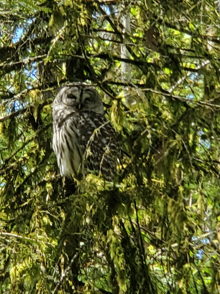 Barred Owl from Cooper Mountain - Aloha North, Beaverton, OR, USA on ...