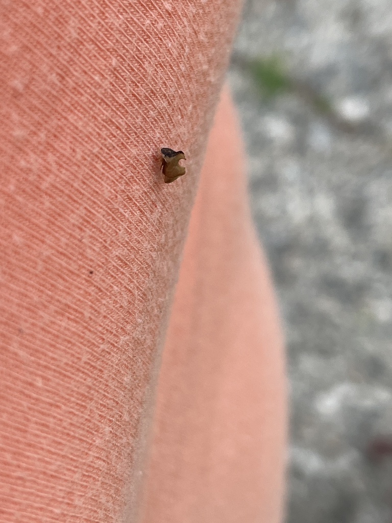 Keeled Treehopper from Franklin St, Stoneham, MA, US on July 4, 2024 at ...