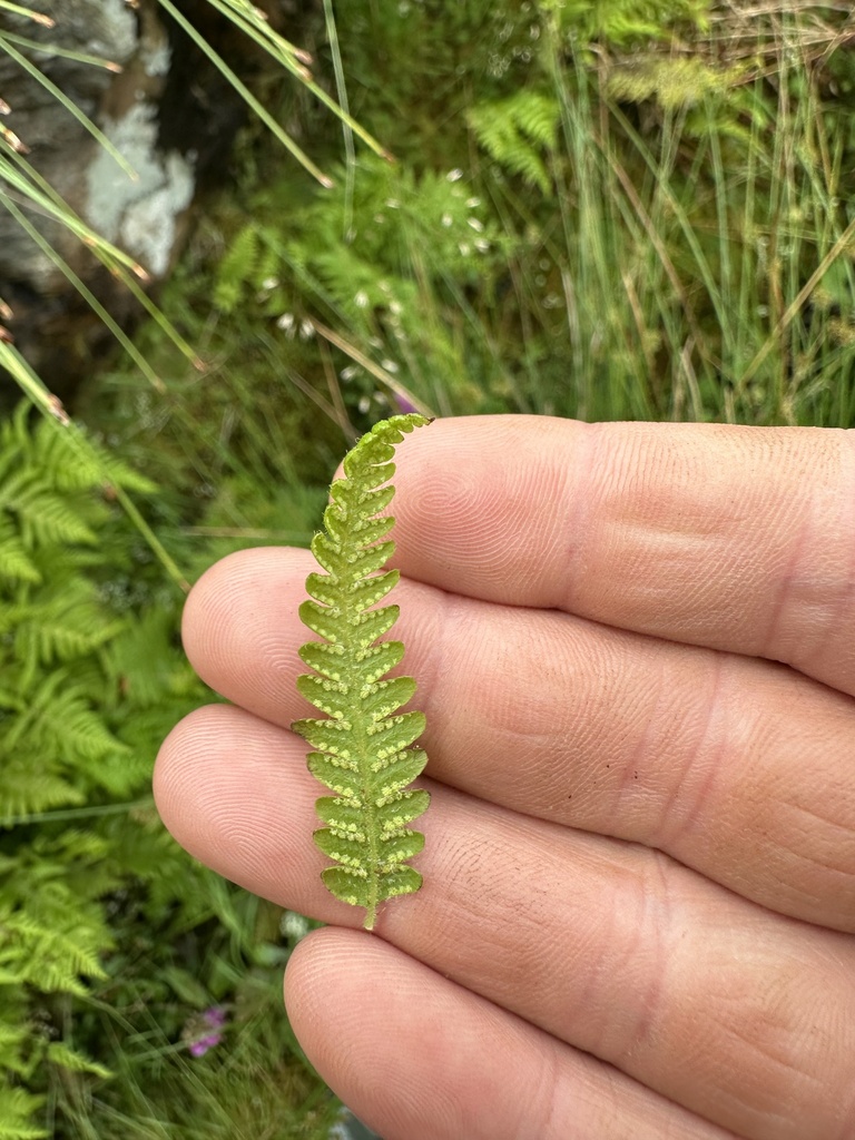 Lemon-scented Fern in July 2024 by Josh · iNaturalist