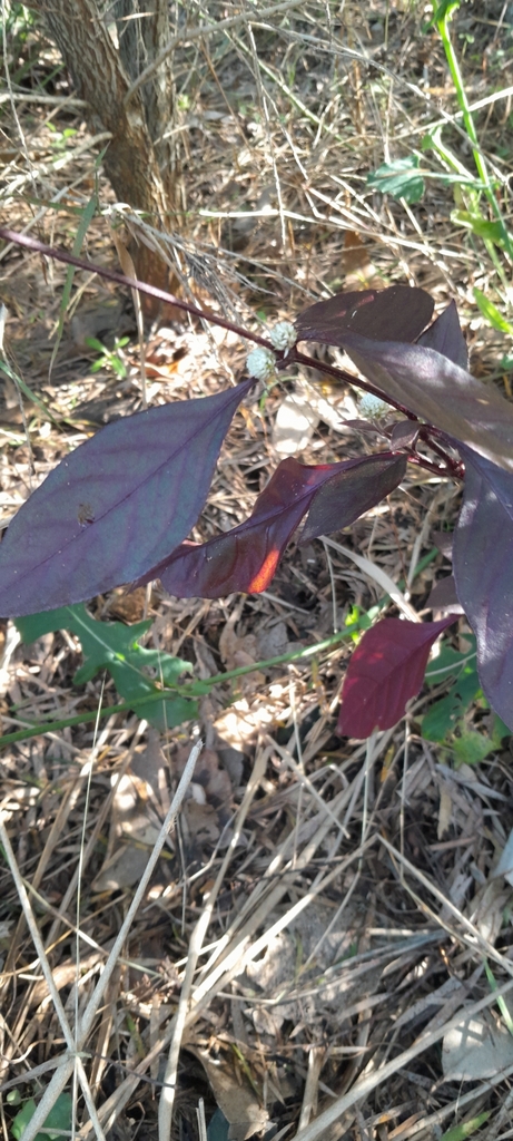 Ruby Leaf from Bundaberg, AU-QL, AU on July 5, 2024 at 08:40 AM by Lief ...