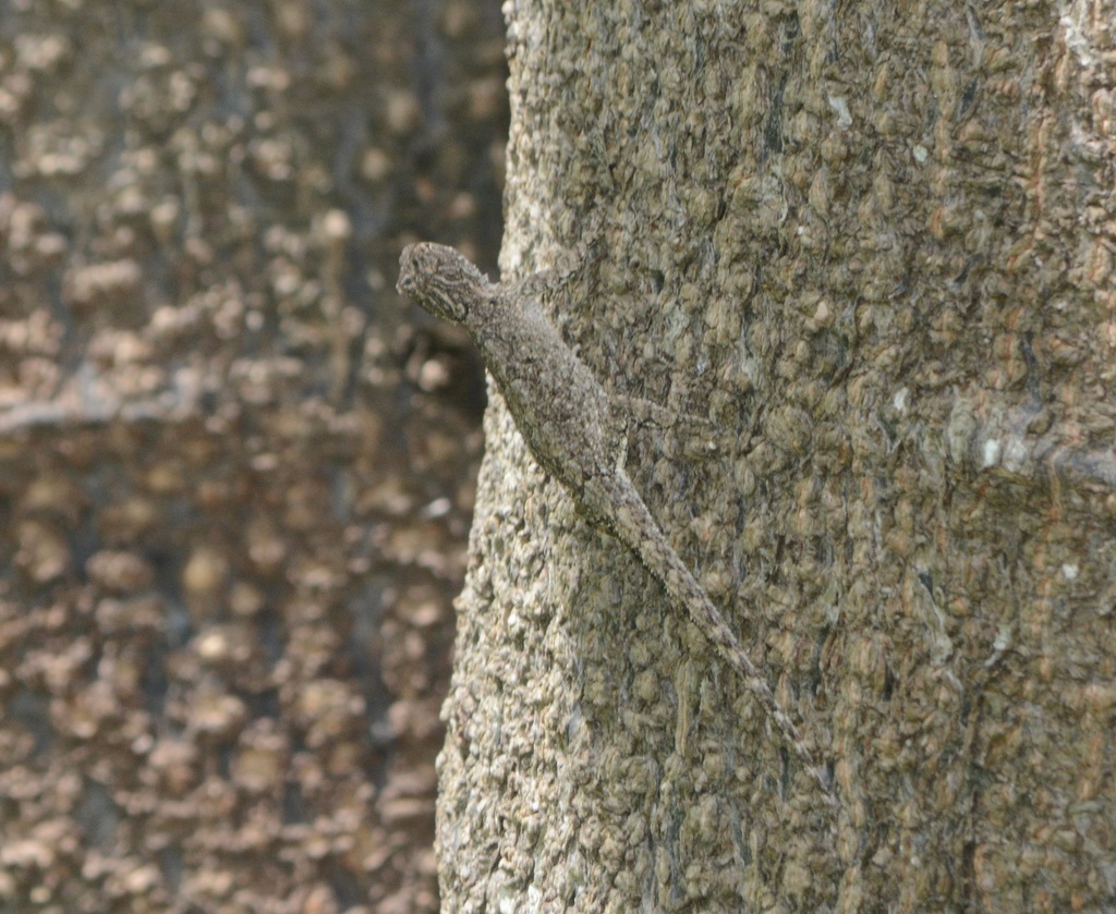 Tropical tree lizard from 63734 La Cruz de Huanacaxtle, Nayarit, Mexico ...