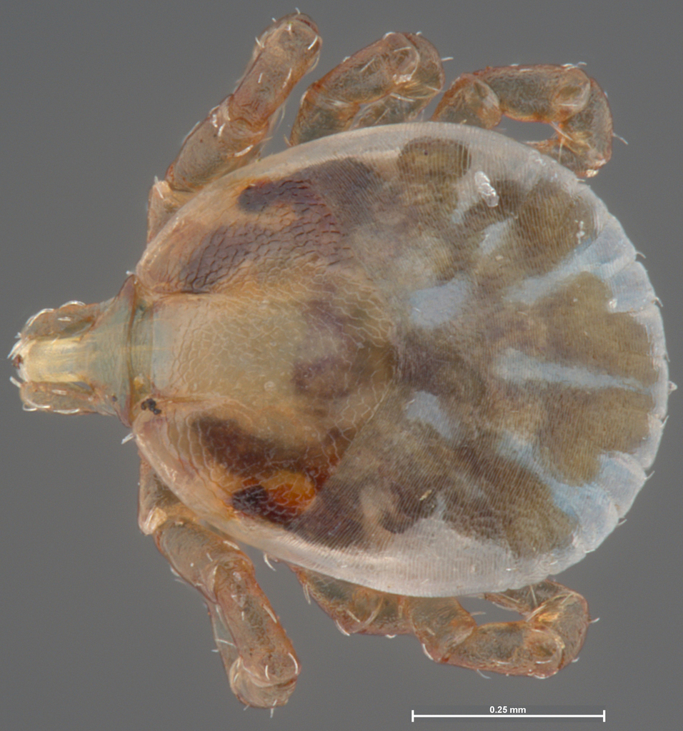 Hardbacked Ticks from Singapore on March 9, 2023 by Yap Ee Hean ...