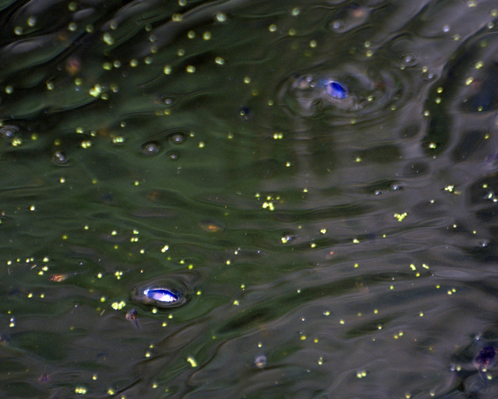 Dineutus from Nuevo Durango on June 10, 2016 by Henry Fabian · iNaturalist