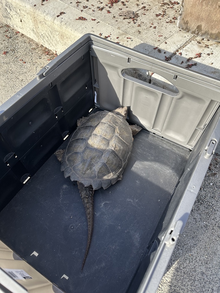 Common Snapping Turtle from Ch du Lac-d'Argent, Eastman, QC, CA on May ...