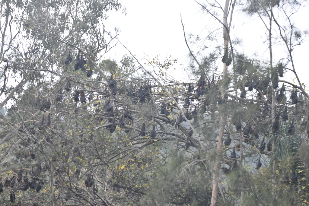 Grey-headed Flying-fox from Canungra QLD 4275, Australia on July 3 ...