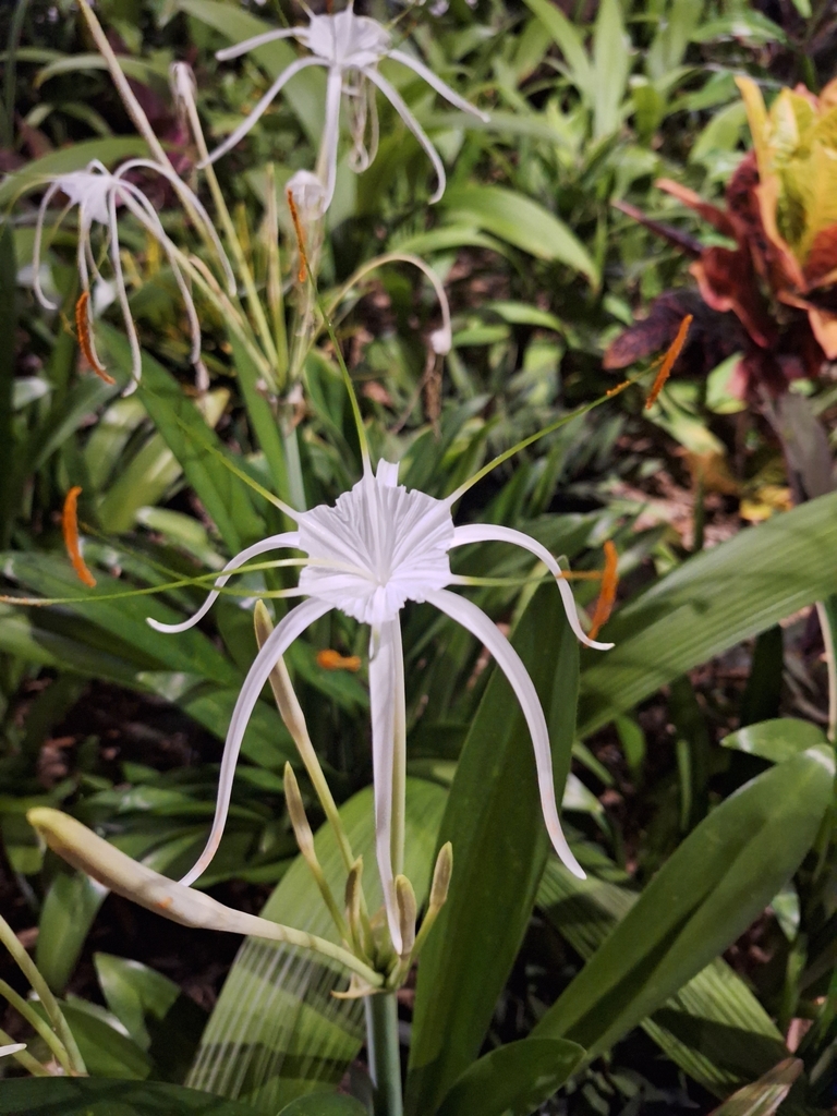 spider lilies from Palm Cove QLD 4879, Australia on January 3, 2024 at ...