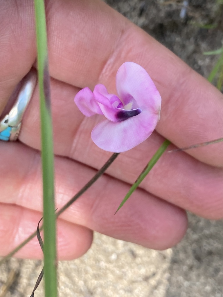 perennial wooly bean from SSR-H, Benton, MO, US on June 20, 2024 at 02: ...