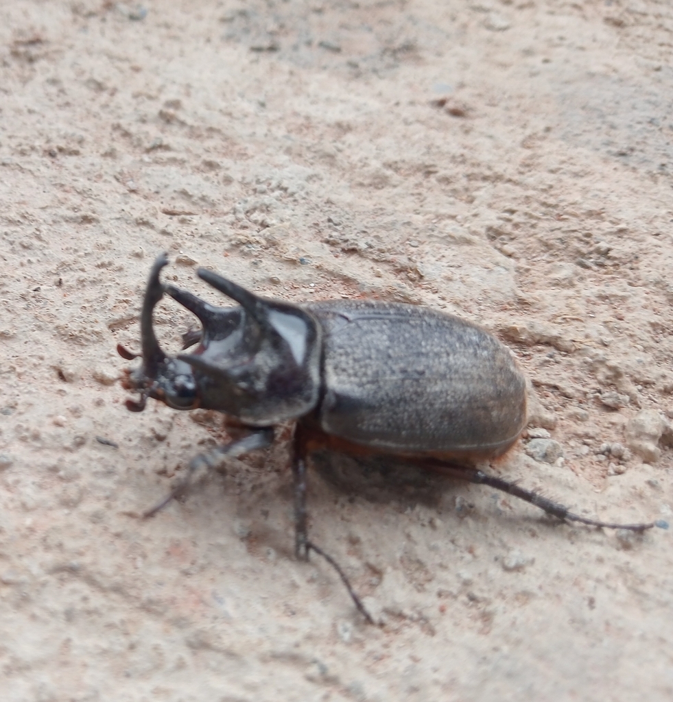 Heterogomphus flohri desde 70890 Santiago Xanica, Oax., México de Moxco ...