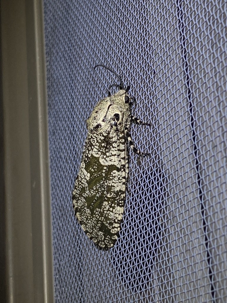 Carpenterworm Moth from Oak Leaf Rd, Eastham, MA, US on July 5, 2024 at ...