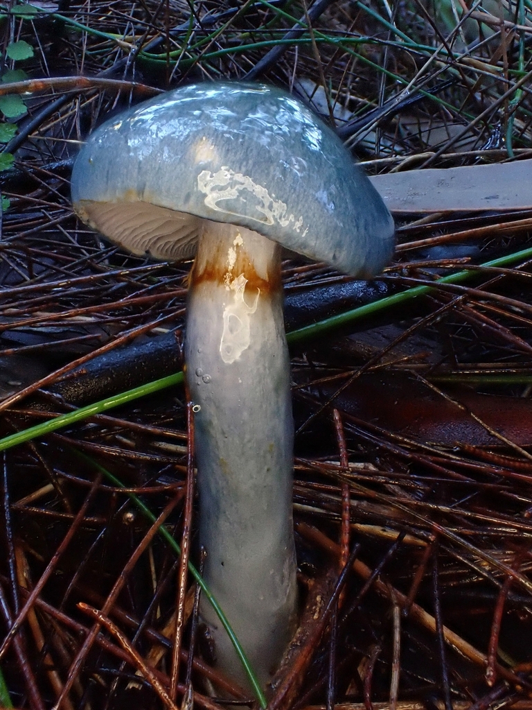 elegant blue webcap from Frenchs Forest NSW 2086, Australia on June 24 ...