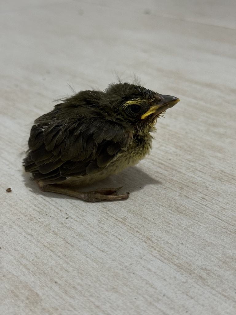 Birds from Calle Abasolo, Cuauhtémoc, Col., MX on July 5, 2024 at 01:32 ...