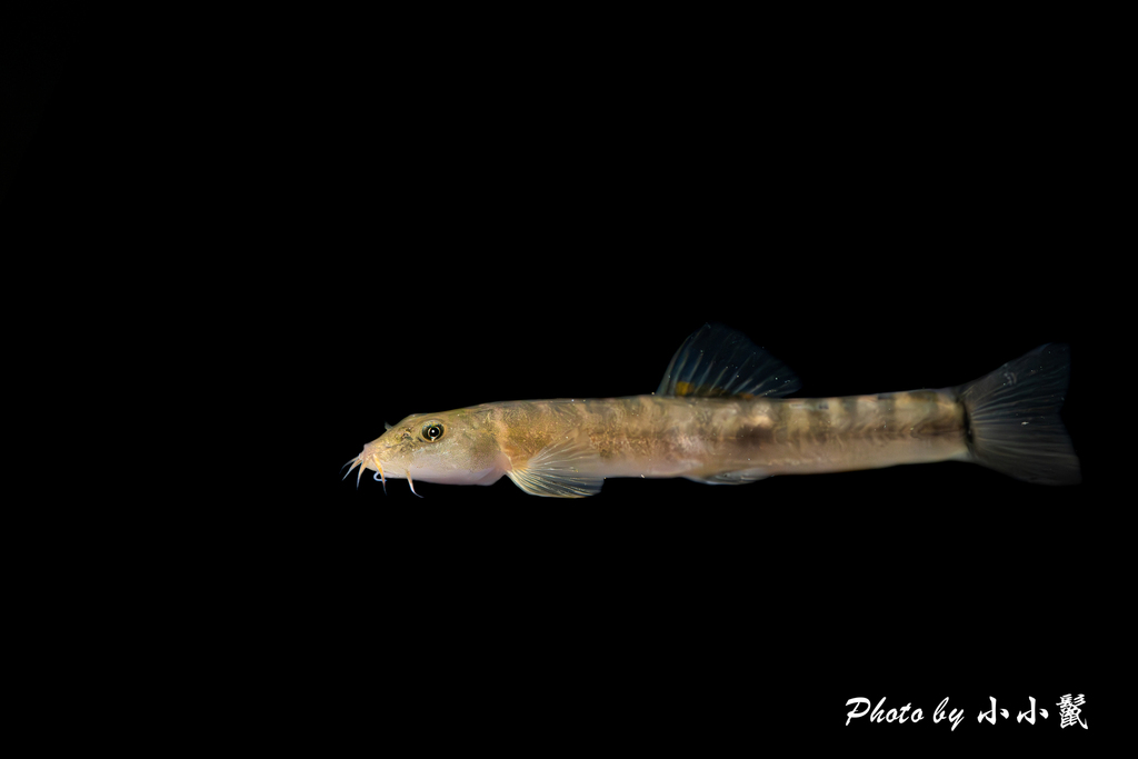 Striped Stone Loach from Ledong Li Autonomous County, Hainan, China on ...