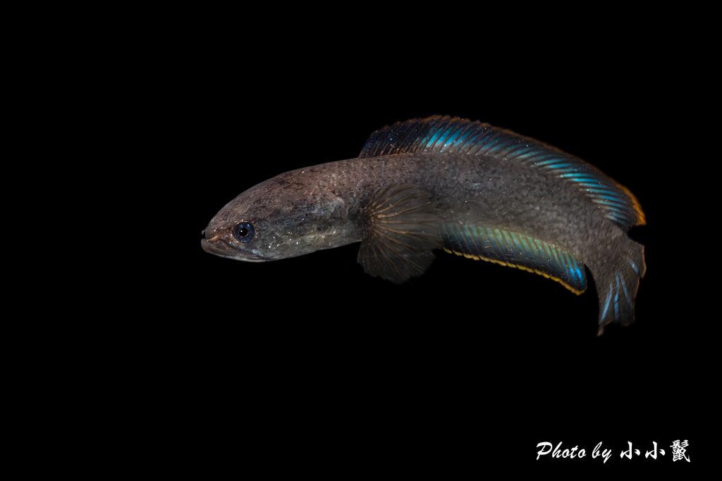 Dwarf Snakehead from Ledong Li Autonomous County, Hainan, China on July ...