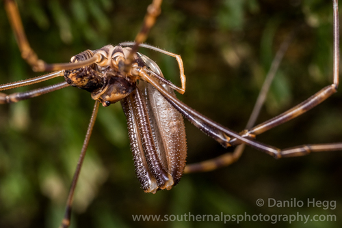 Forsteropsalis marplesi · iNaturalist United Kingdom
